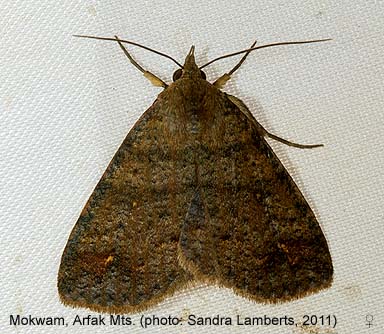 Papua Insects Foundation (Lepidoptera/Erebidae (Erebinae, Cocytiini ...